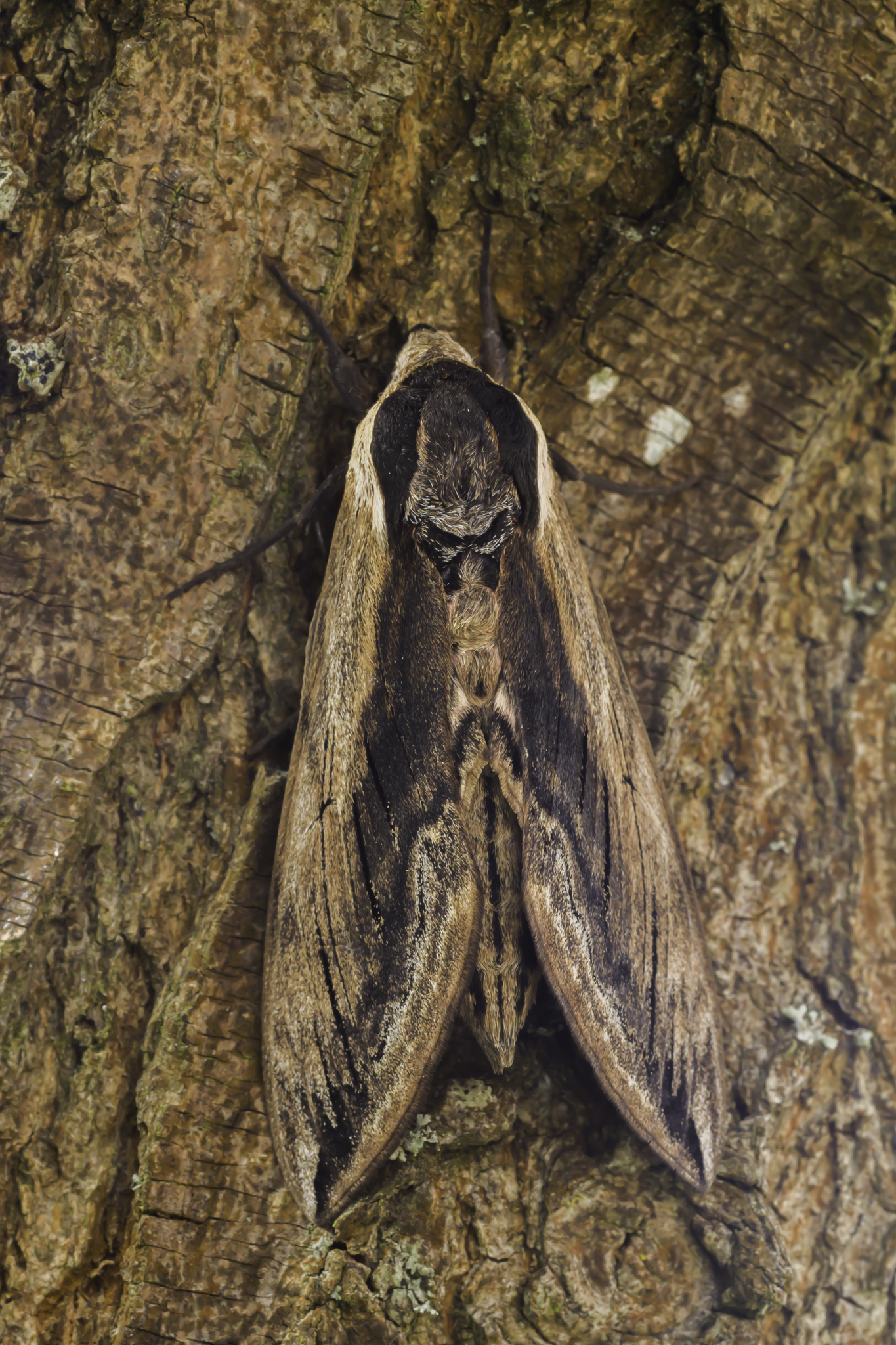 LIGUSTERPIJLSTAART (SPHINX LIGUSTRI) - deknatelfotografie